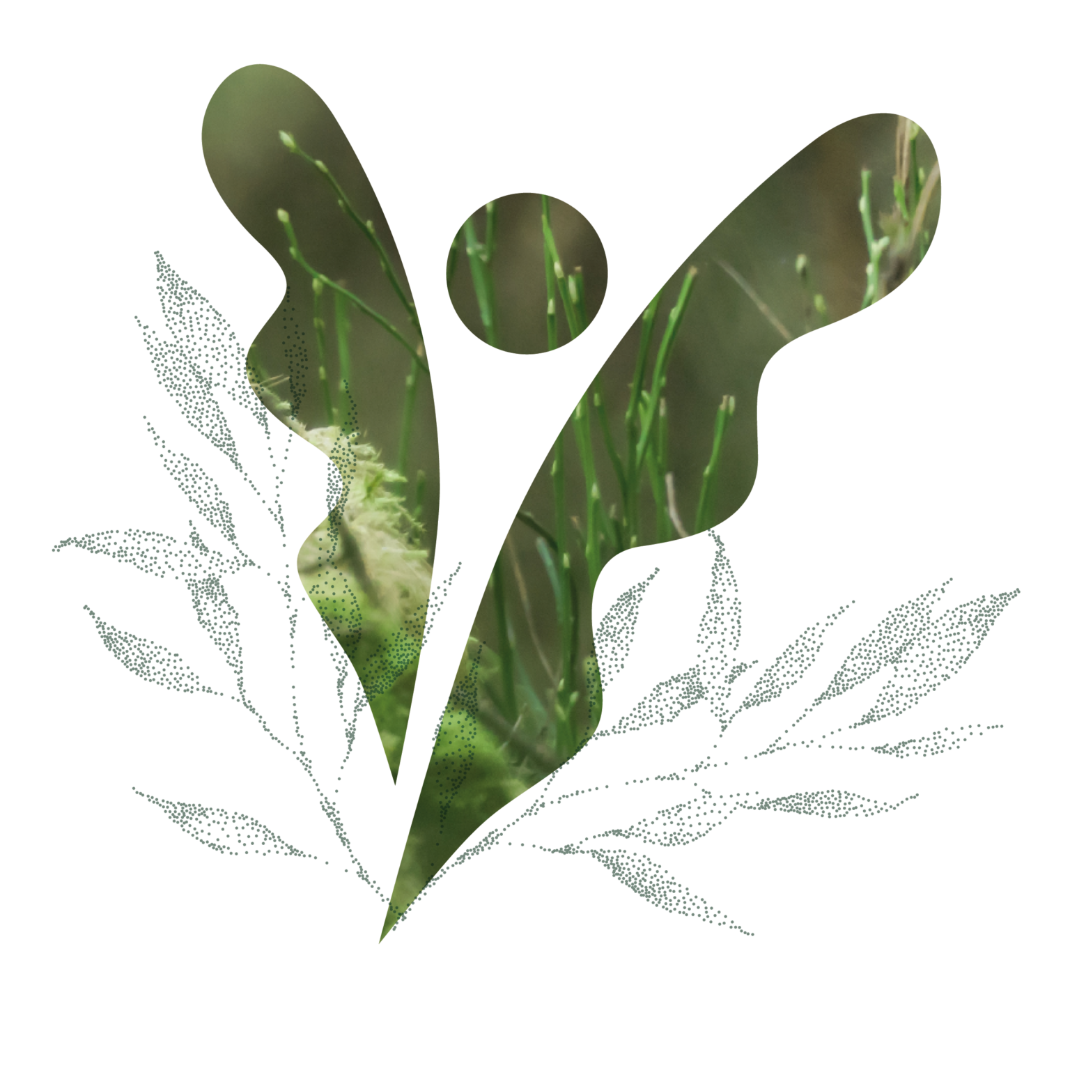 CATALOGUE VERVER BULBES - Natura'Lis